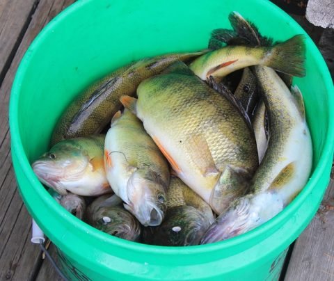 Beginning To Fish: How To Get Started With Fishing