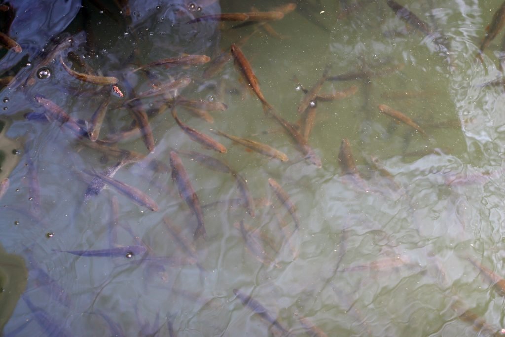 The Ultimate Guide To Trout Fishing: Tips And Techniques For Beginners
