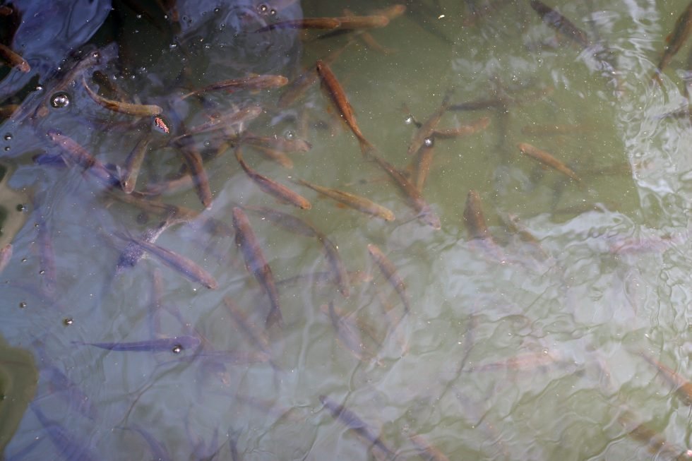 The Ultimate Guide To Trout Fishing: Tips And Techniques For Beginners